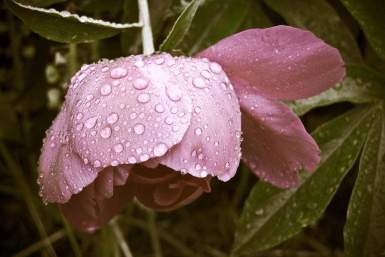 *Dharma Sunday – Natural Dharma Fellowship