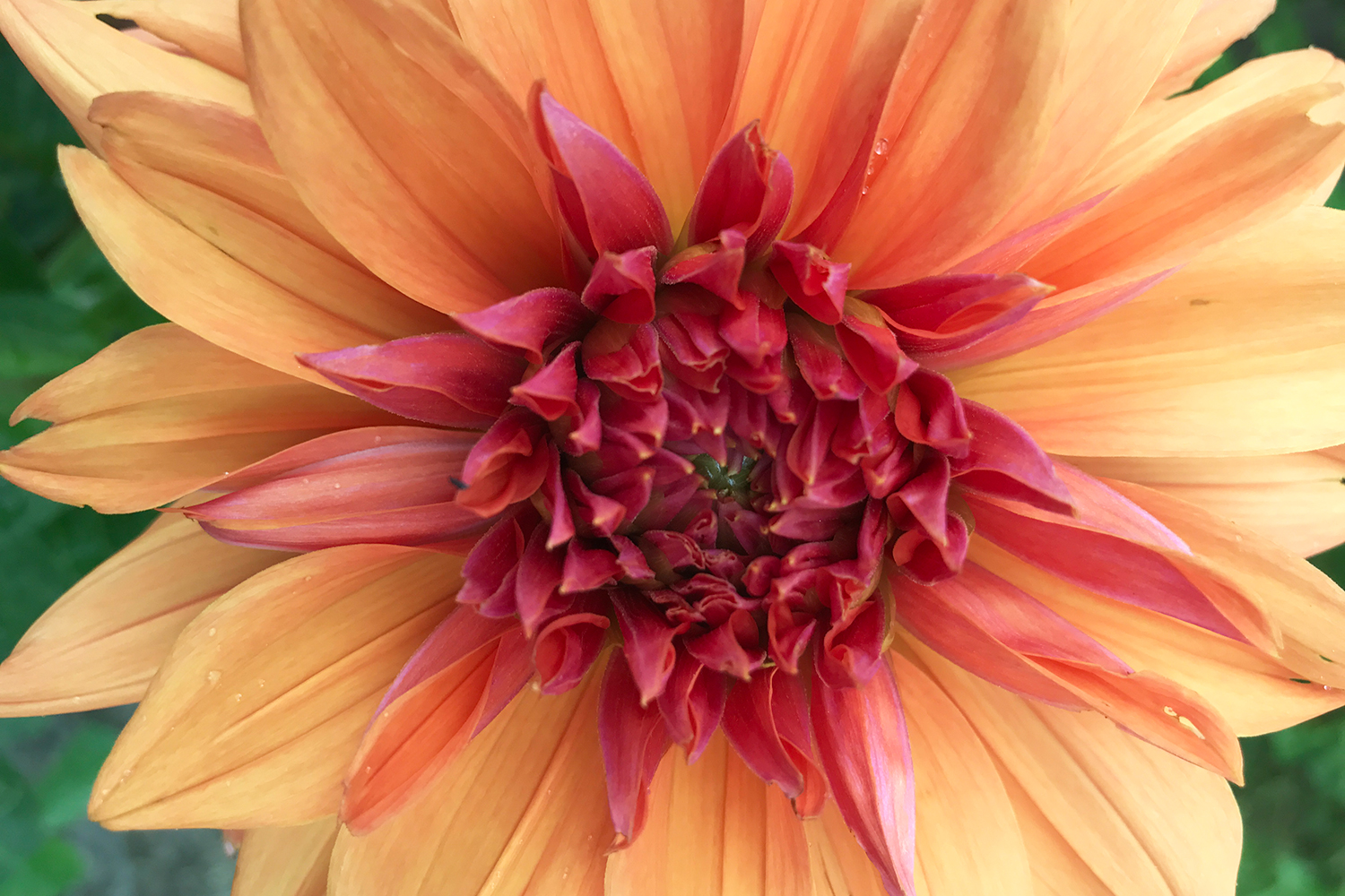 Resources - Natural Dharma Fellowship